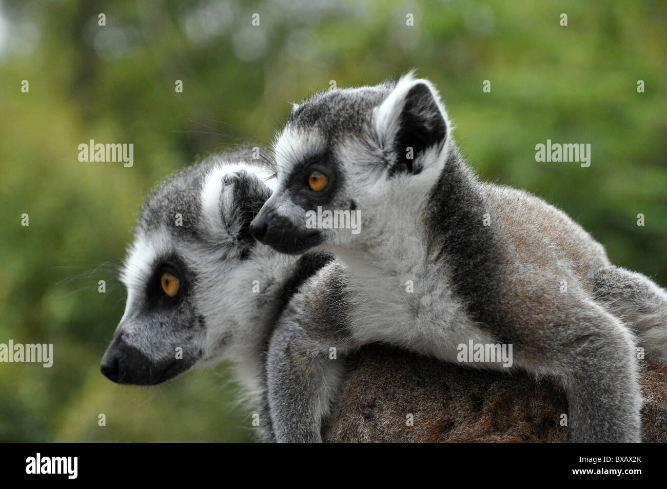 Beautiful silky catta lemur monkeys looking curious Stock Photo - Alamy