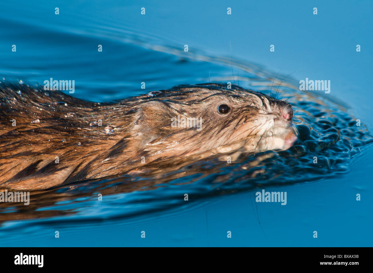 Wet rat hi-res stock photography and images - Alamy