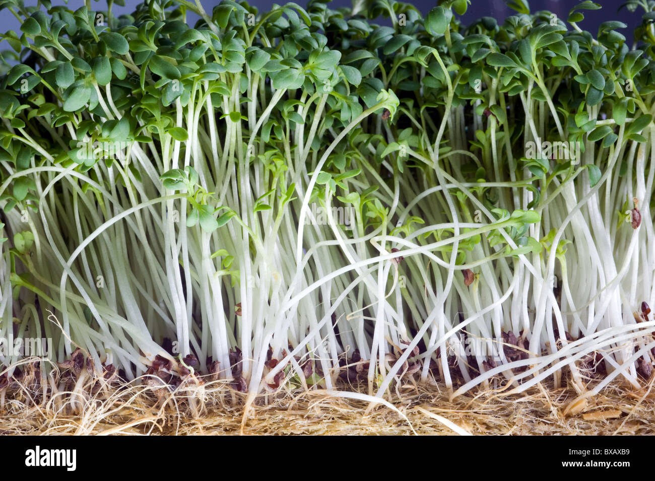 Garden pepper cress hi-res stock photography and images - Alamy