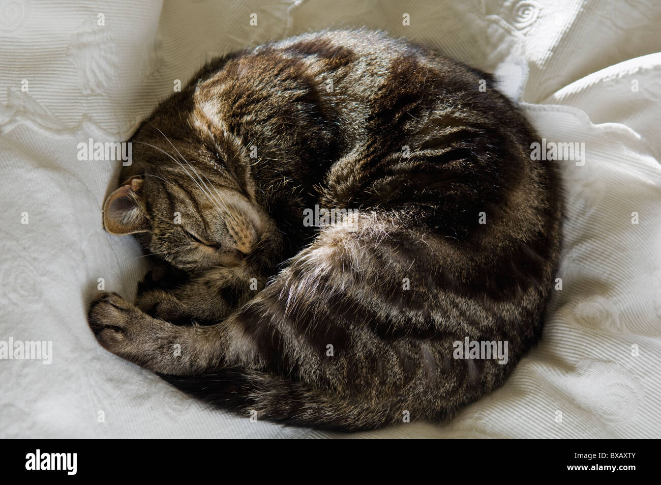 Sleeping cat hi-res stock photography and images - Alamy