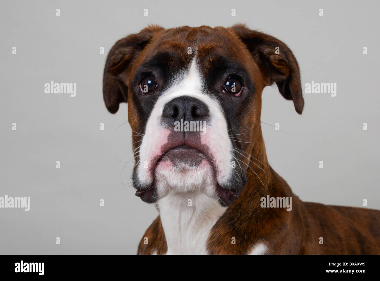 young boxer pup Stock Photo - Alamy