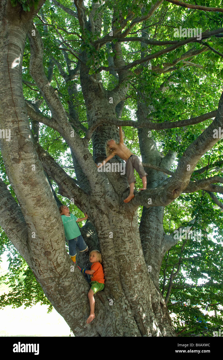 Boys climbing tree Stock Photo - Alamy Boys climbing tree Stock Photo - Alamy