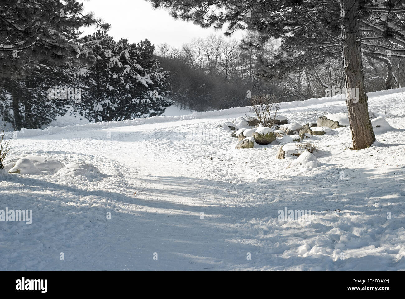 Forest Lane Through Snowy Winter Scenery Stock Photo - Alamy