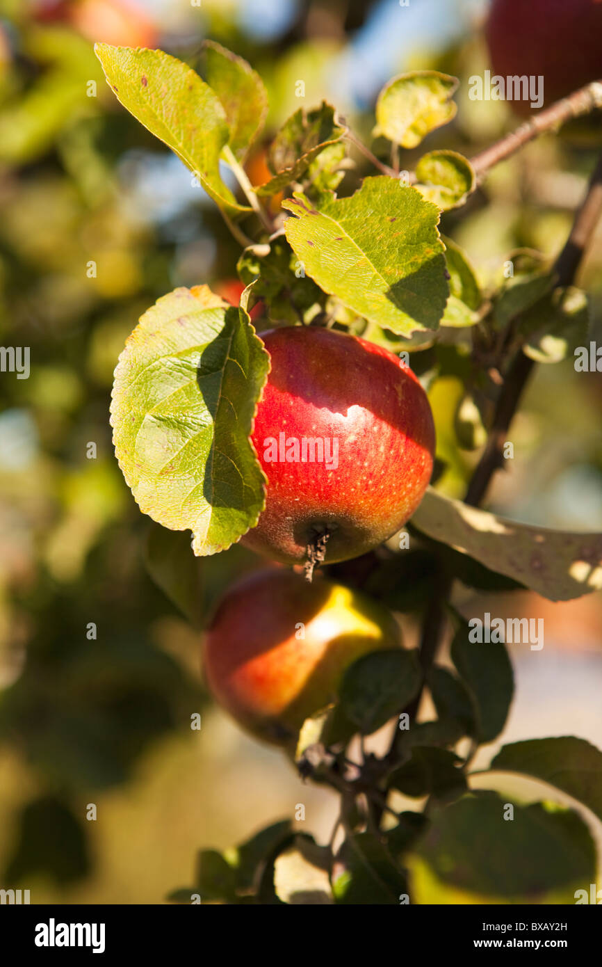 Apples on tree Stock Photo - Alamy