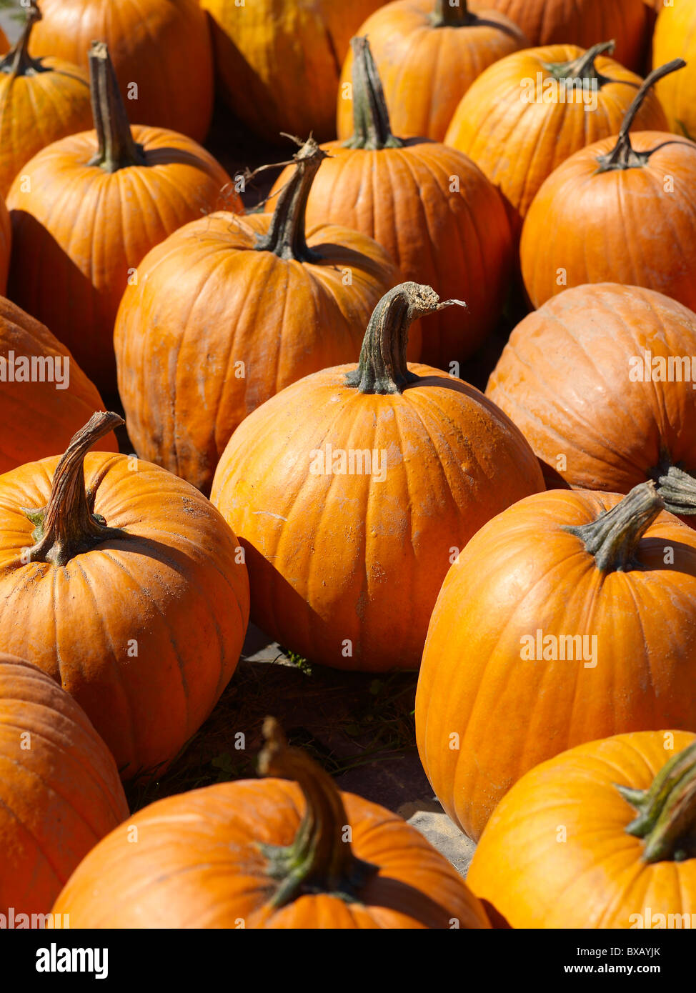 Large group of pumpkins Stock Photo - Alamy