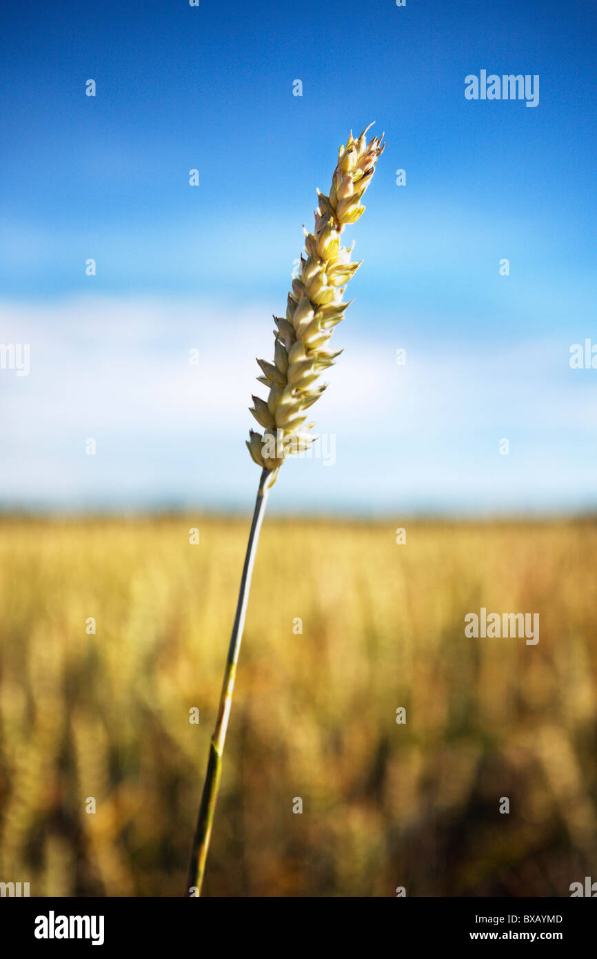 Close up single wheat hi-res stock photography and images - Alamy