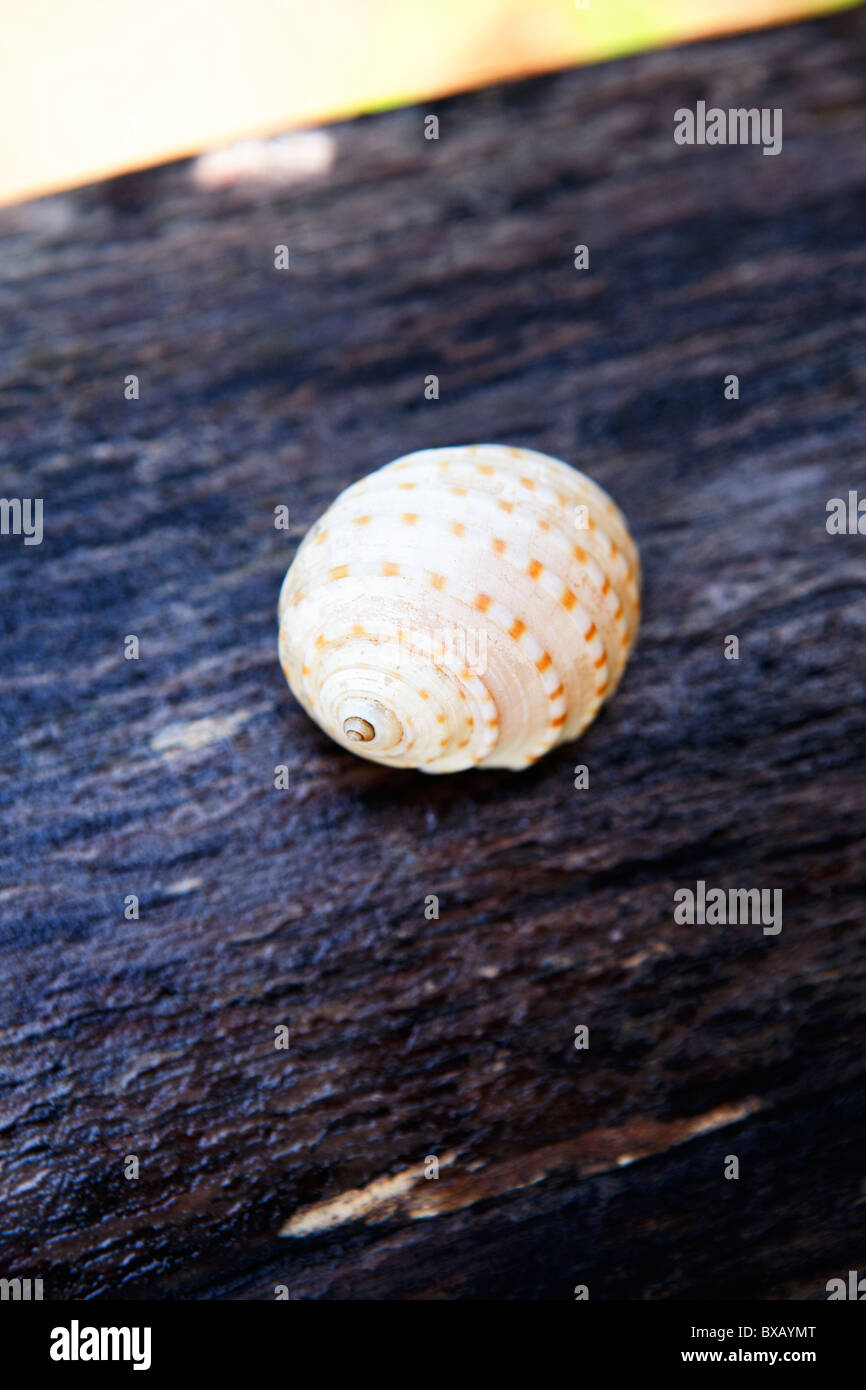 Shell on rock Stock Photo - Alamy
