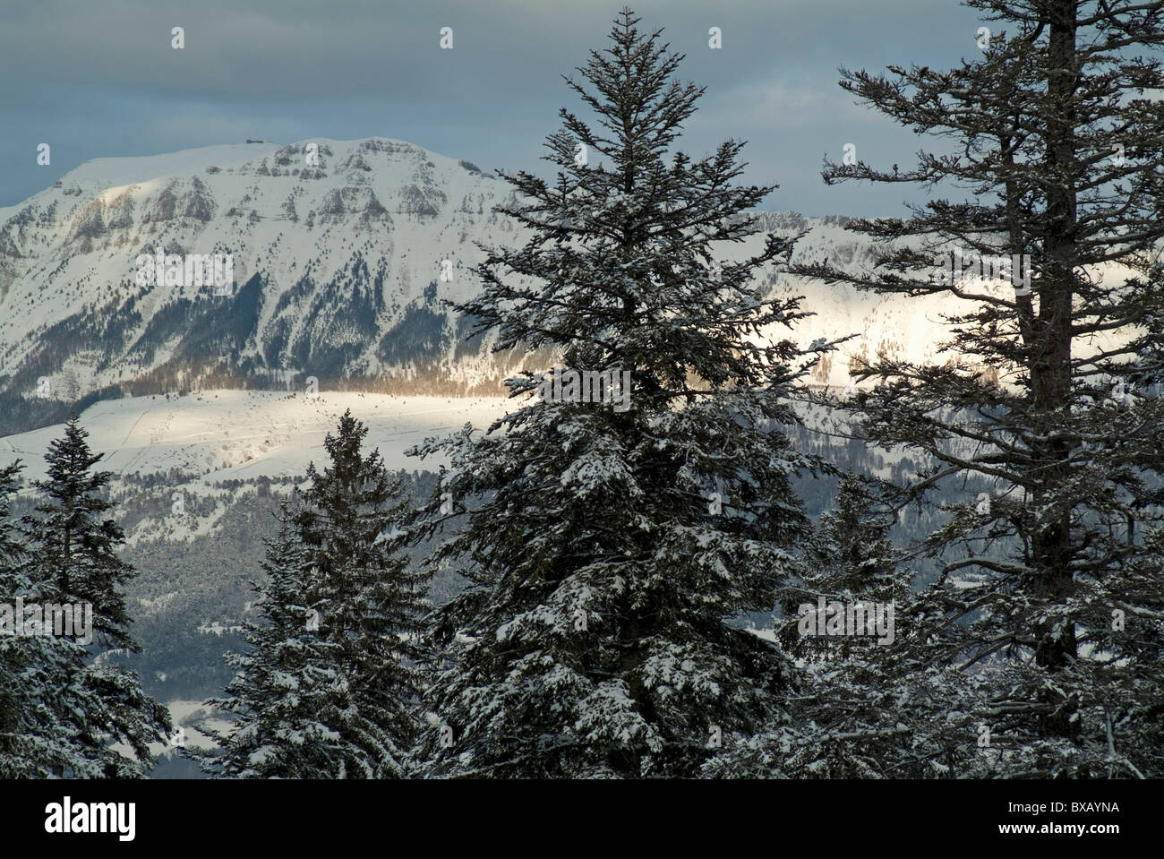 Snow-covered fir trees and mountains near Chabanon, French Alps, France ...