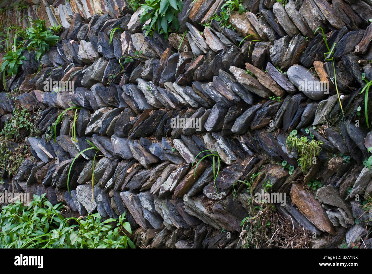 Stone wall in cornwall hi-res stock photography and images - Alamy