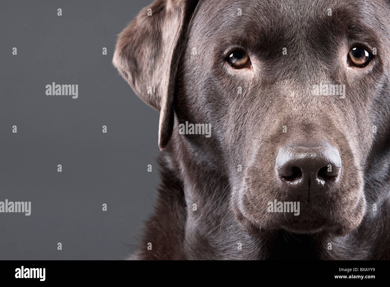 Chocolate lab face hi-res stock photography and images - Alamy
