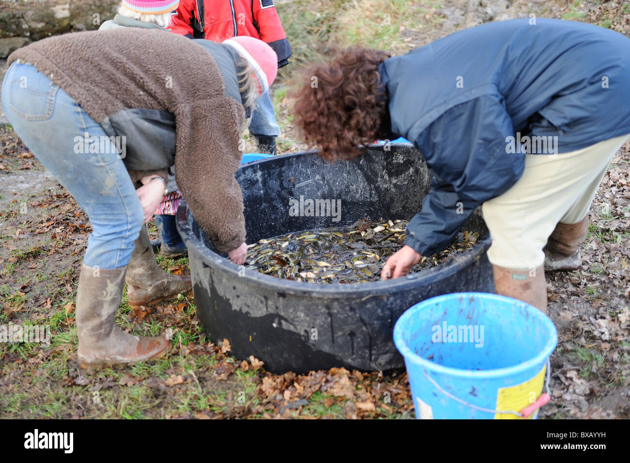 Stock photo of the emptying and cleaning of a lake in the Limousin ...