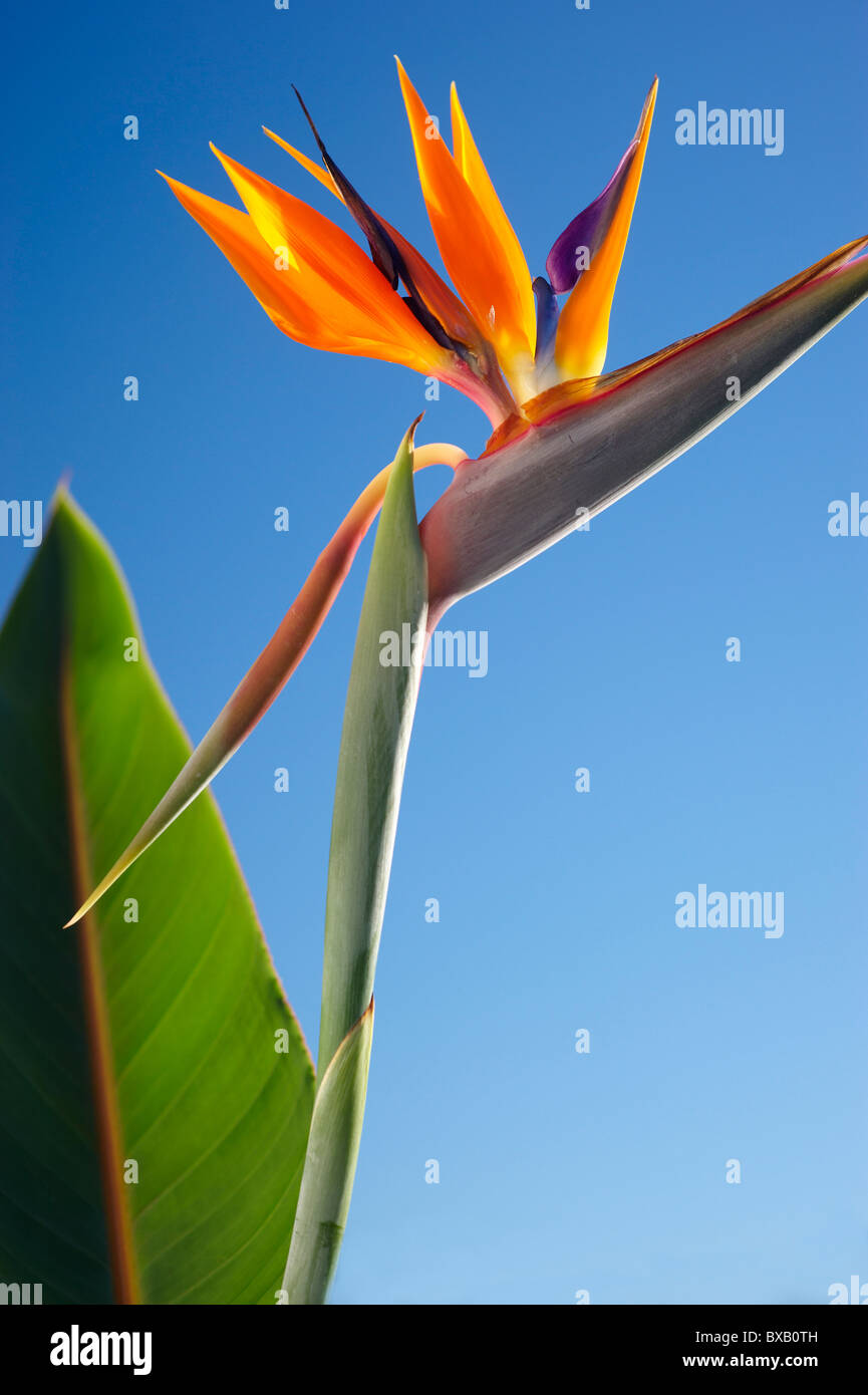 Bird of Paradise flower Stock Photo - Alamy