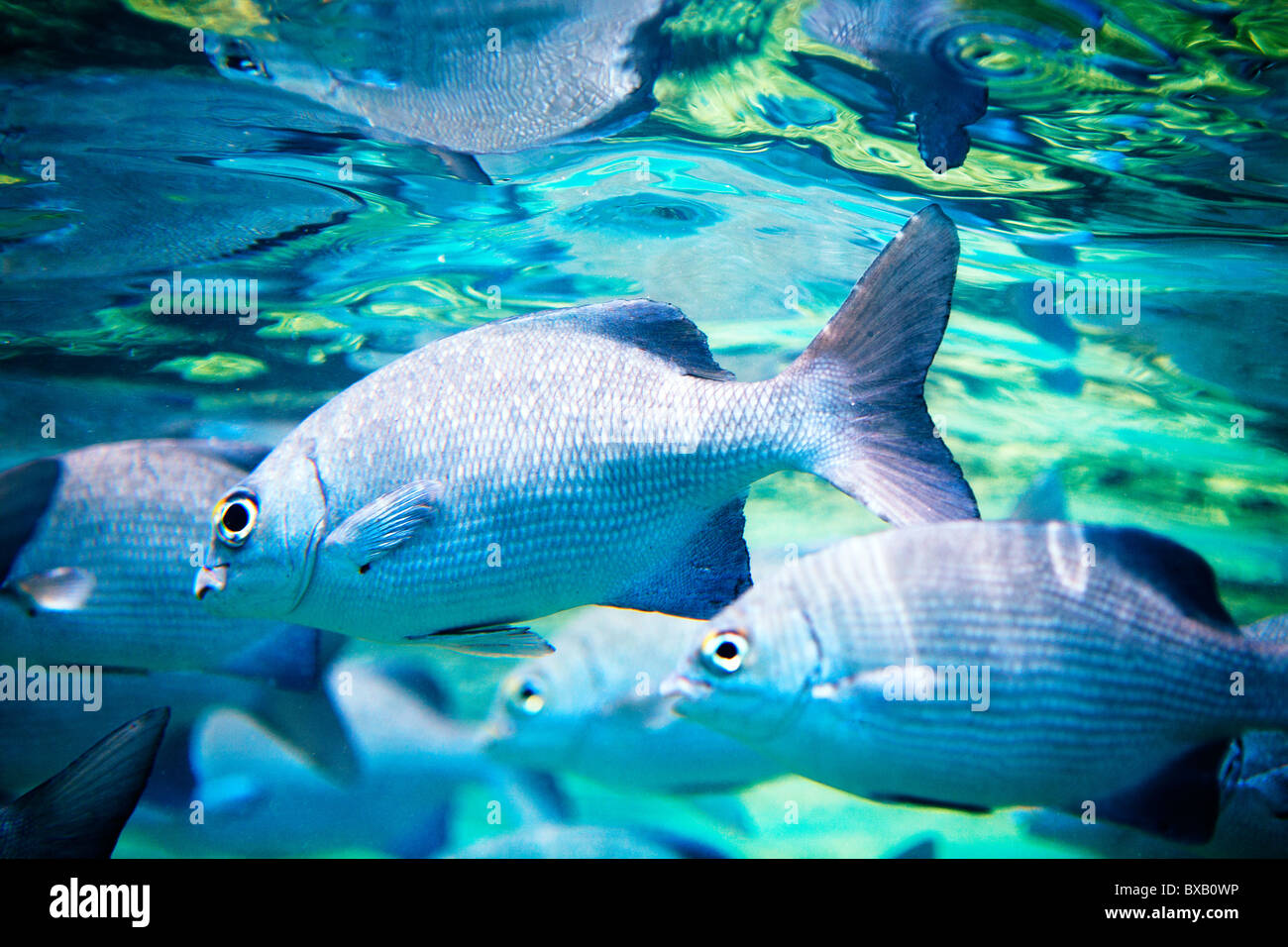 Fishes swimming underwater Stock Photo - Alamy