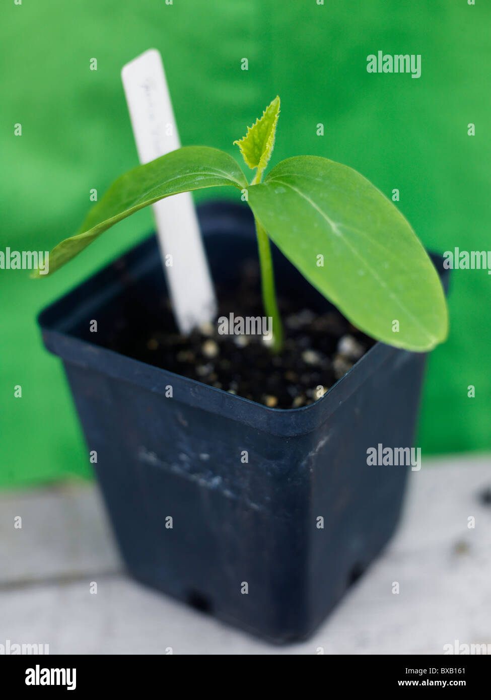Poaceae pot hi-res stock photography and images - Alamy