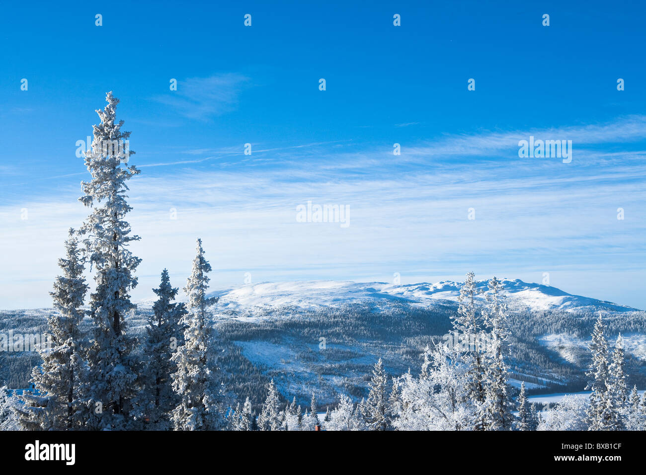 Swedish forest forests pine tree hi-res stock photography and images ...