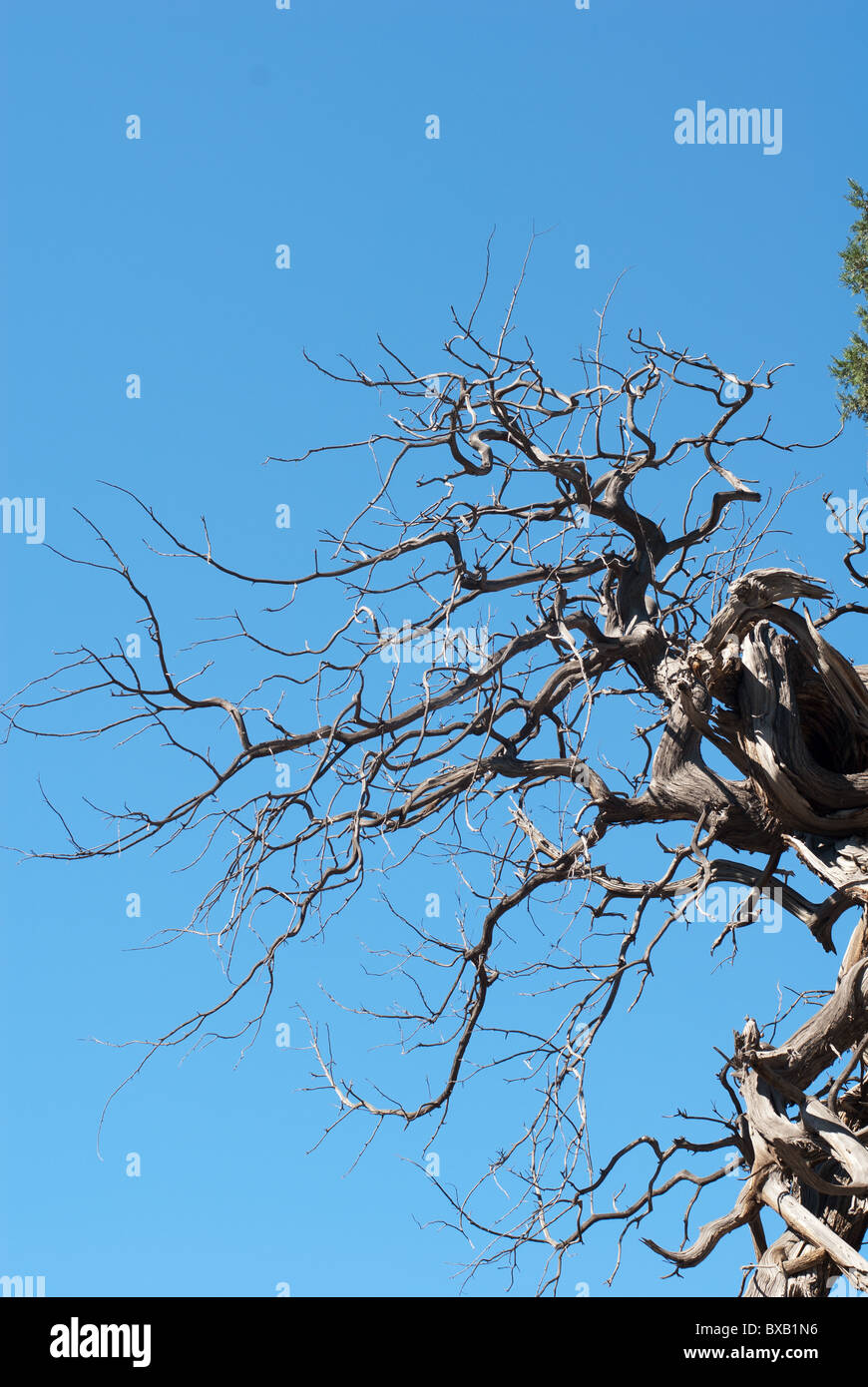 Twisted cypress tree hi-res stock photography and images - Alamy