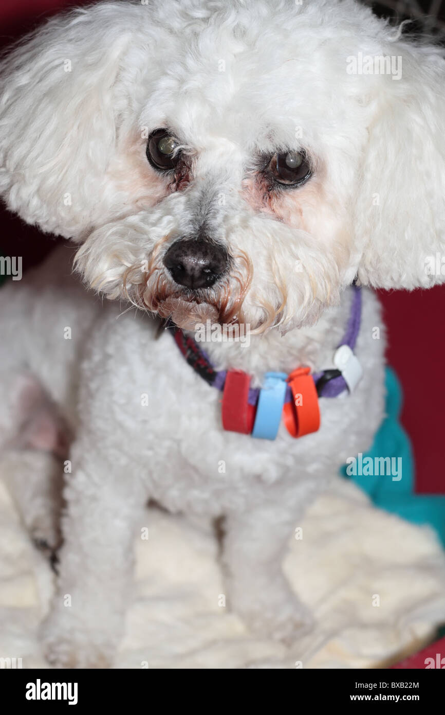 The Frontal View of Bichon Frise Stock Photo - Alamy