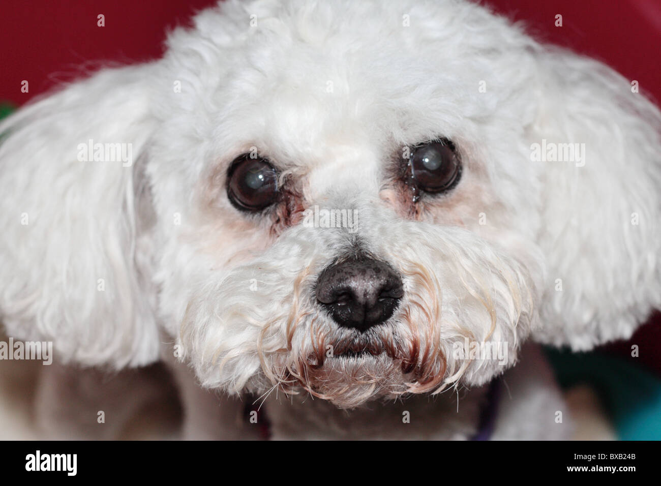 Sweet Face of Bichon Frise Stock Photo - Alamy