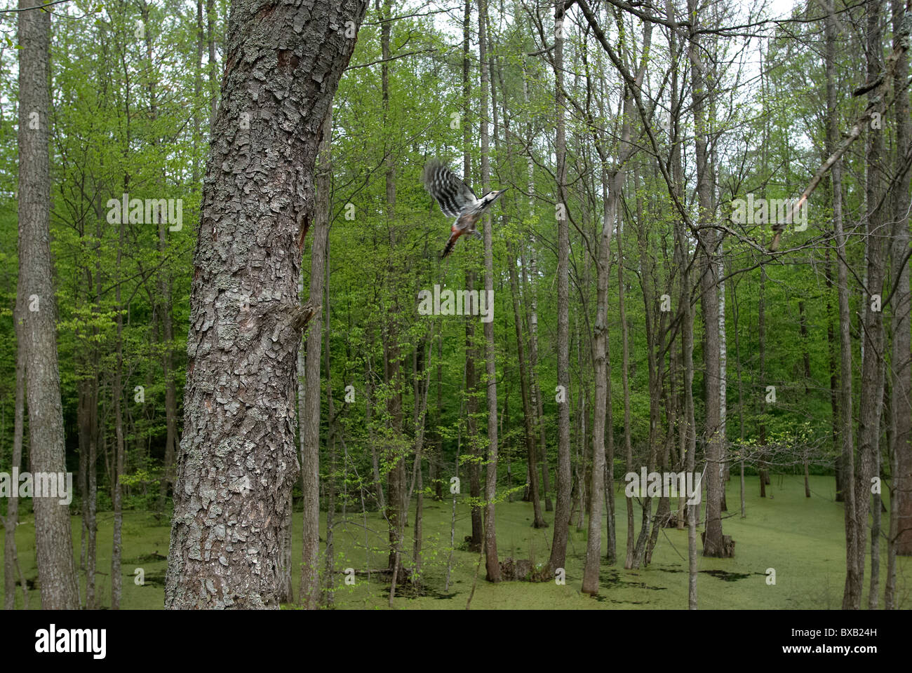Flying logs hi-res stock photography and images - Alamy