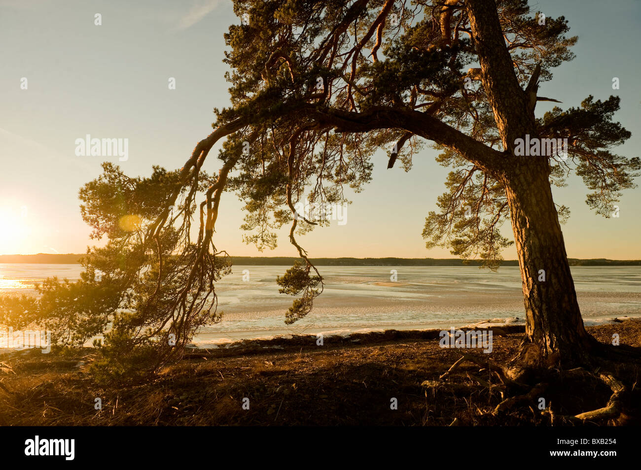 Tree by lake hi-res stock photography and images - Alamy