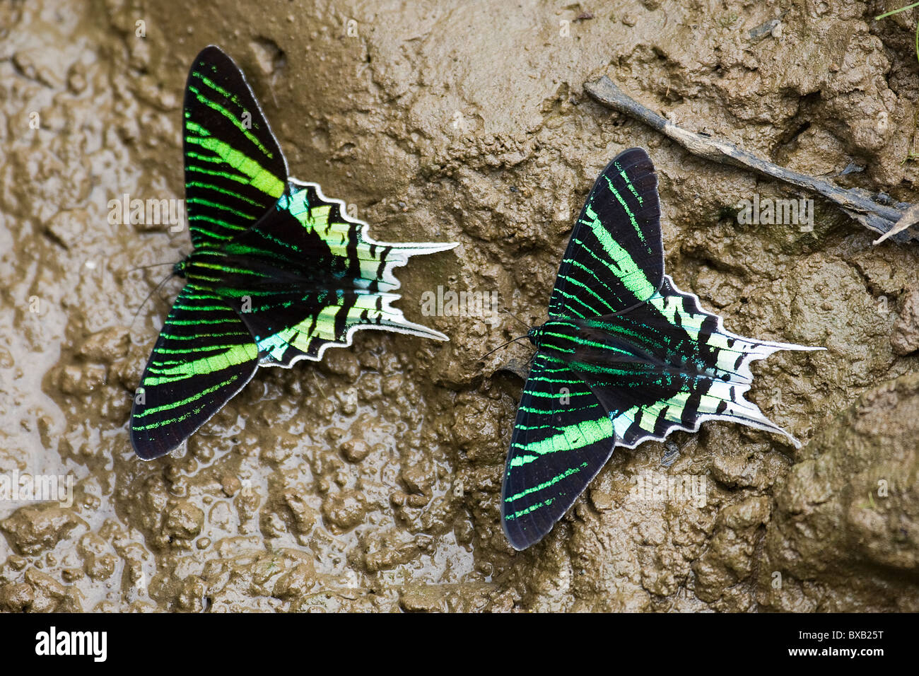 Butterflies on mud hi-res stock photography and images - Alamy