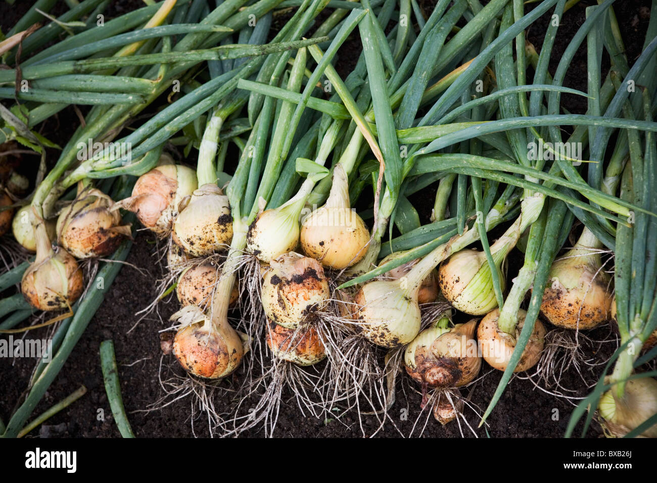 Heap of fresh spring onions Stock Photo - Alamy