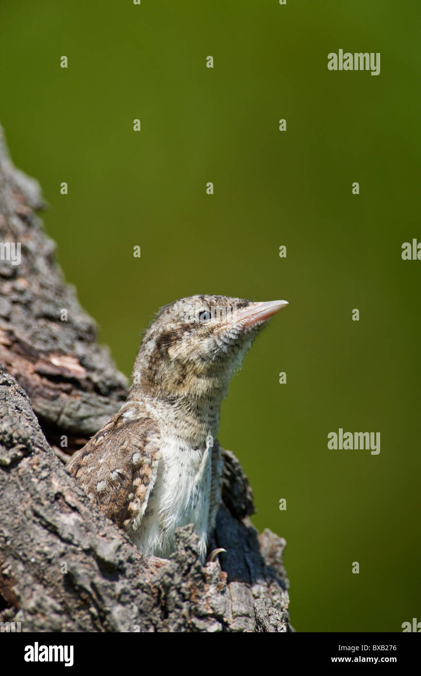 Bird in tree Stock Photo - Alamy