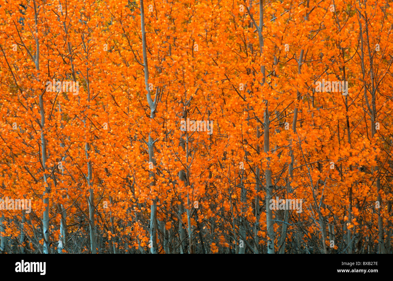 Orange forest during autumn Stock Photo - Alamy