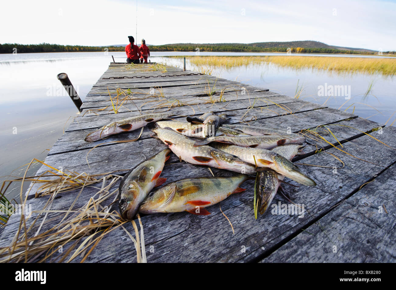 Dead fish lying down on jetty, mother with son fishing in the ...