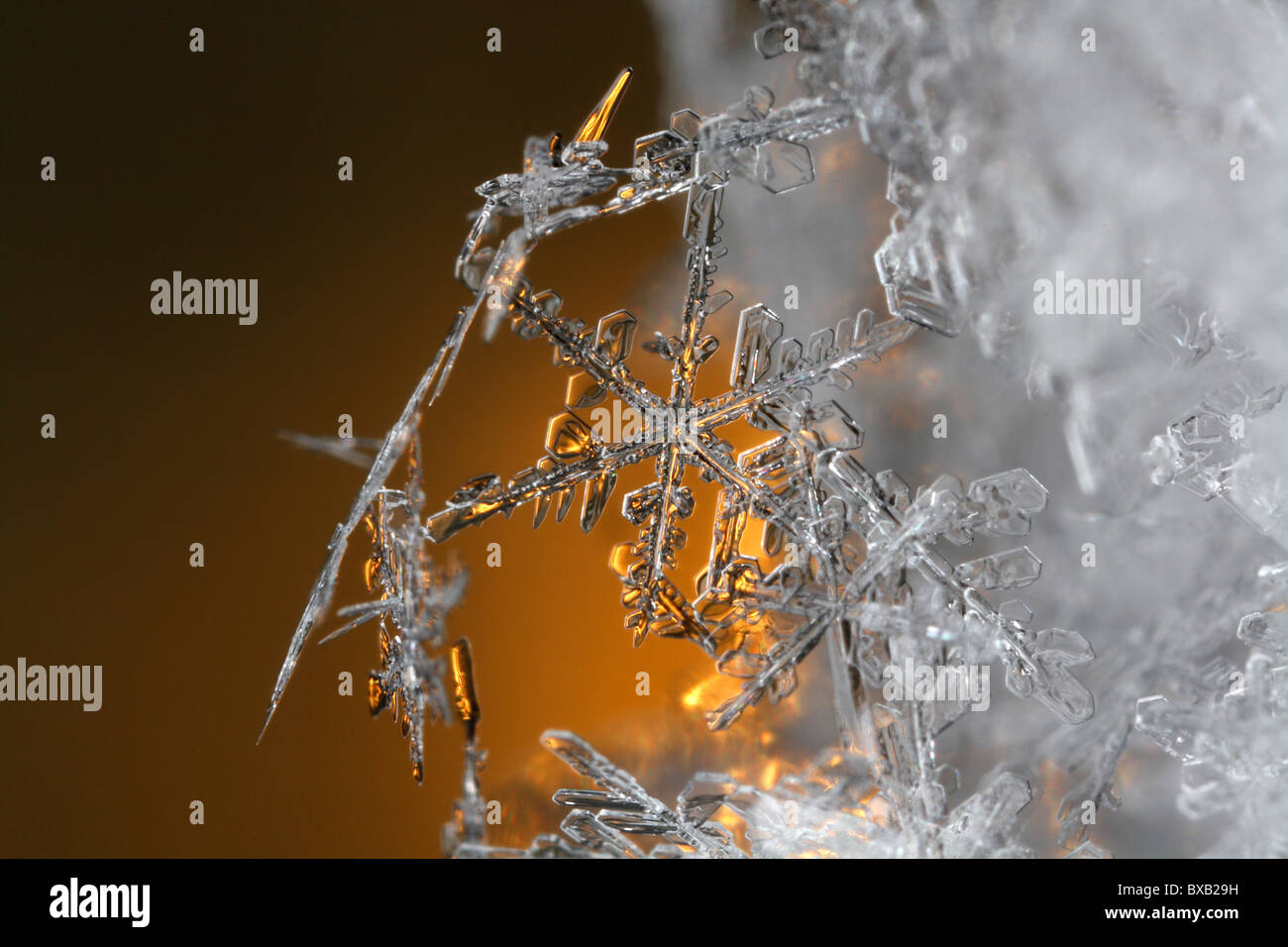 Extreme close up hi-res stock photography and images - Alamy