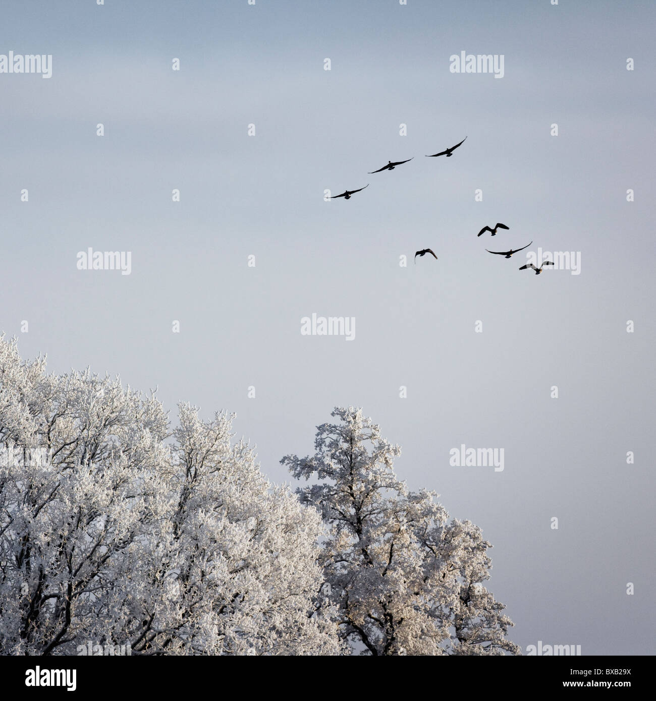 Birds above frosted trees Stock Photo - Alamy