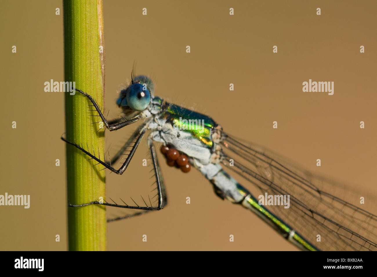 Close-up of Odonata Stock Photo - Alamy