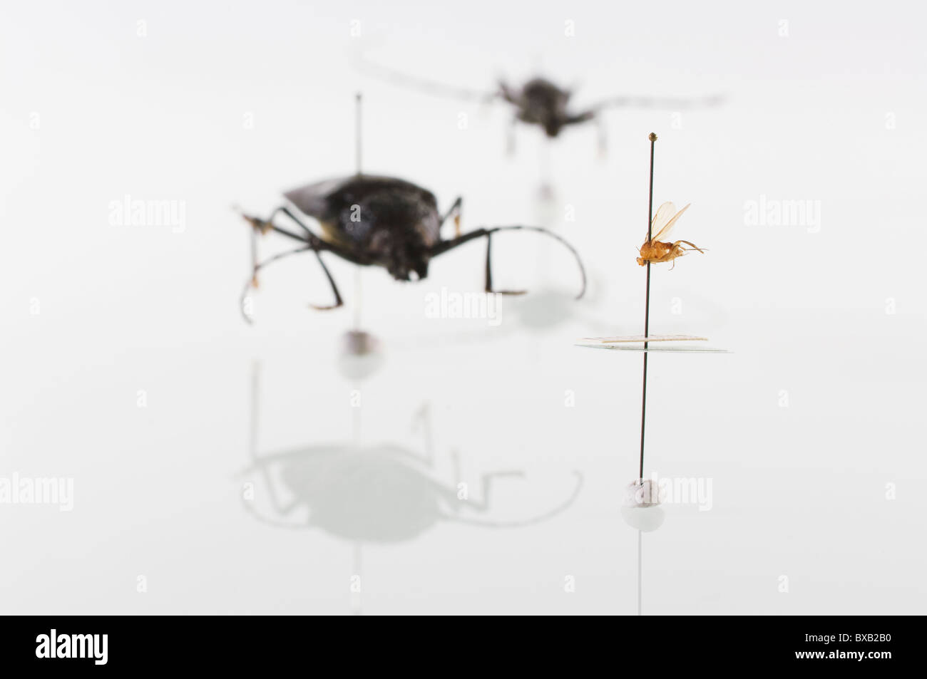 Entomology specimens hi-res stock photography and images - Alamy