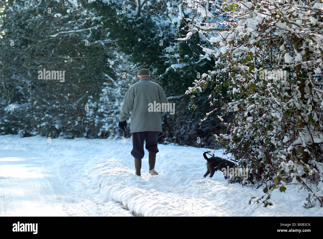 old man walking his dog in a local park Stock Photo - Alamy