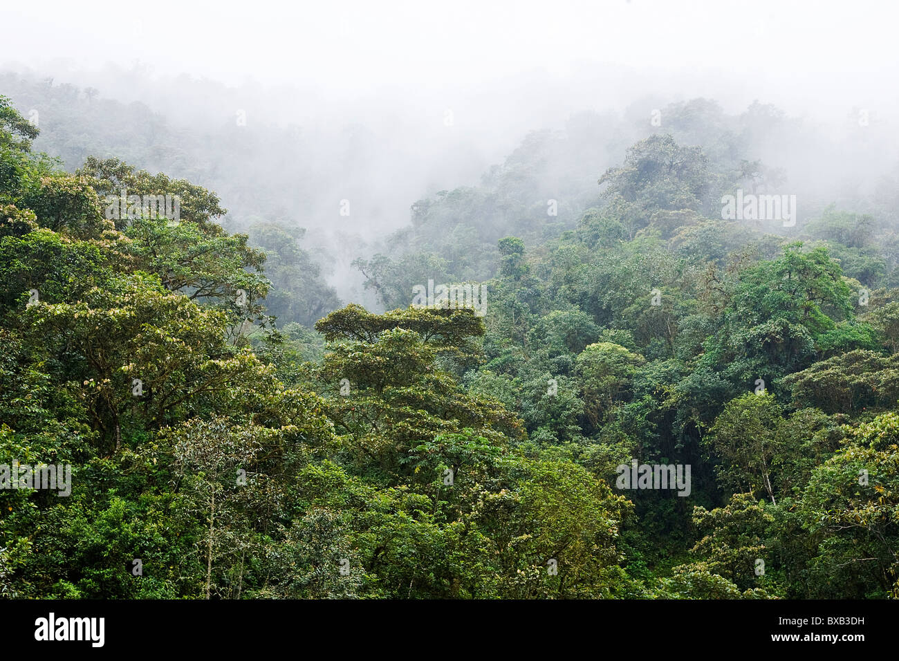 Rainforest covered with fog Stock Photo - Alamy