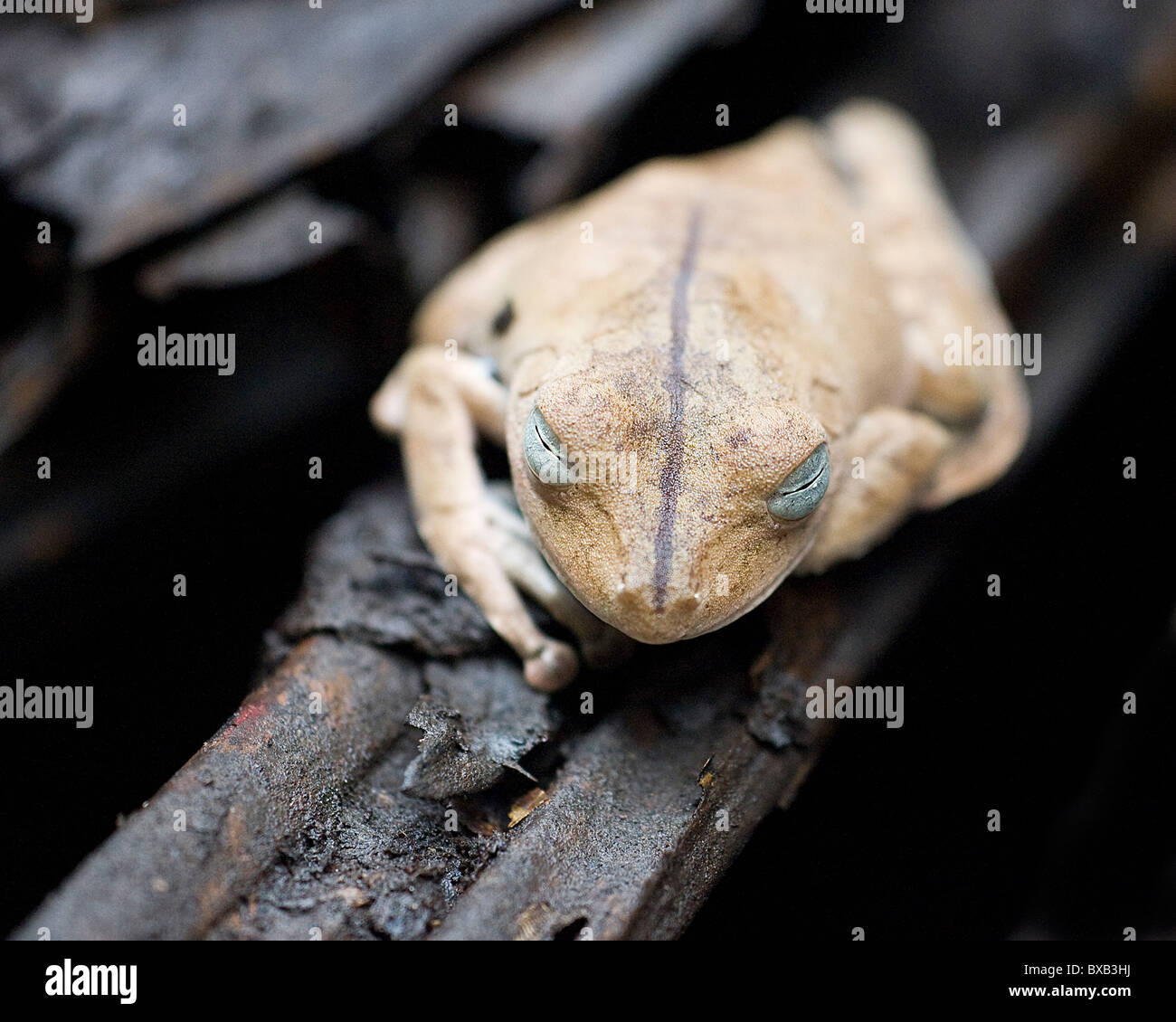 Frog eyes closed hi-res stock photography and images - Alamy