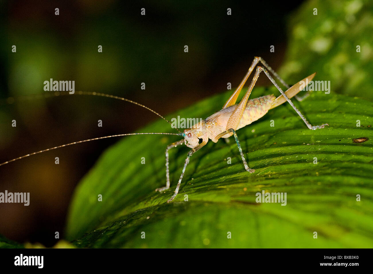 On national cricket day hi-res stock photography and images - Alamy