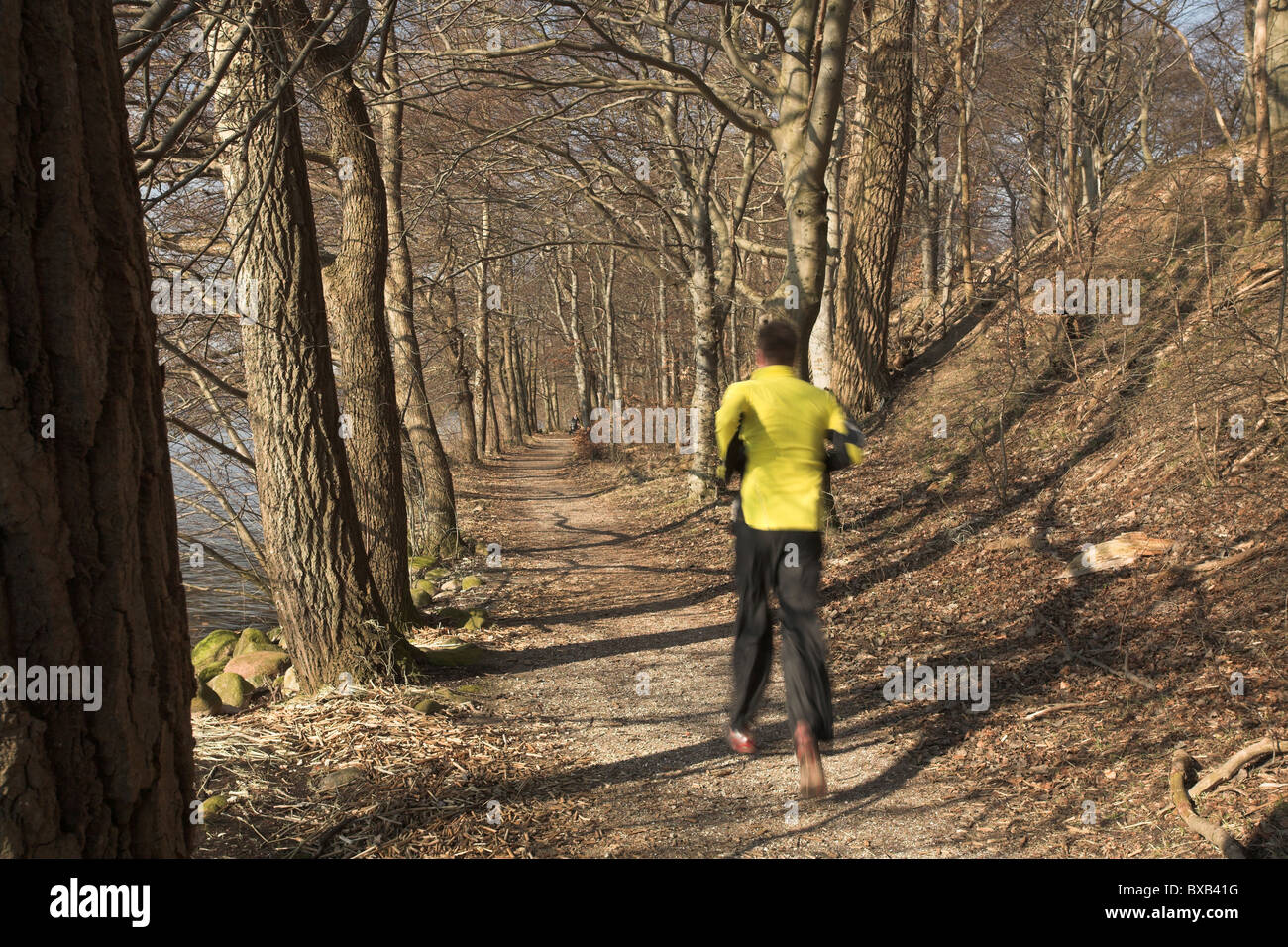 man running in a forest forest , in the countryside in denmark Stock ...