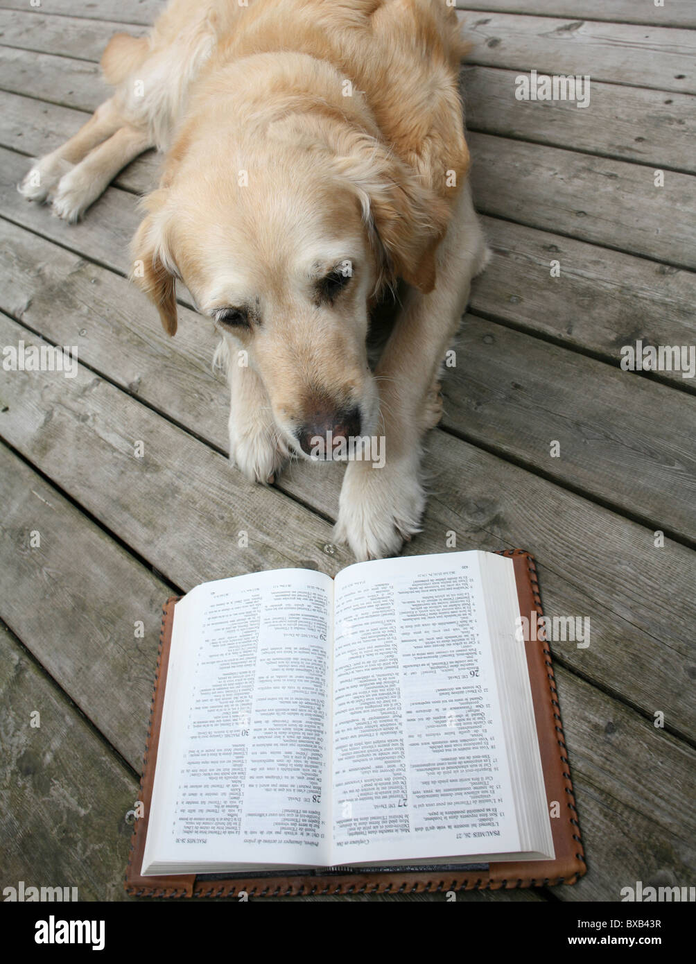 Dog golden retriever lying reading hi-res stock photography and images ...
