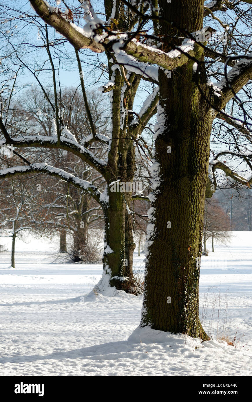 wintry tree scene england uk Stock Photo - Alamy