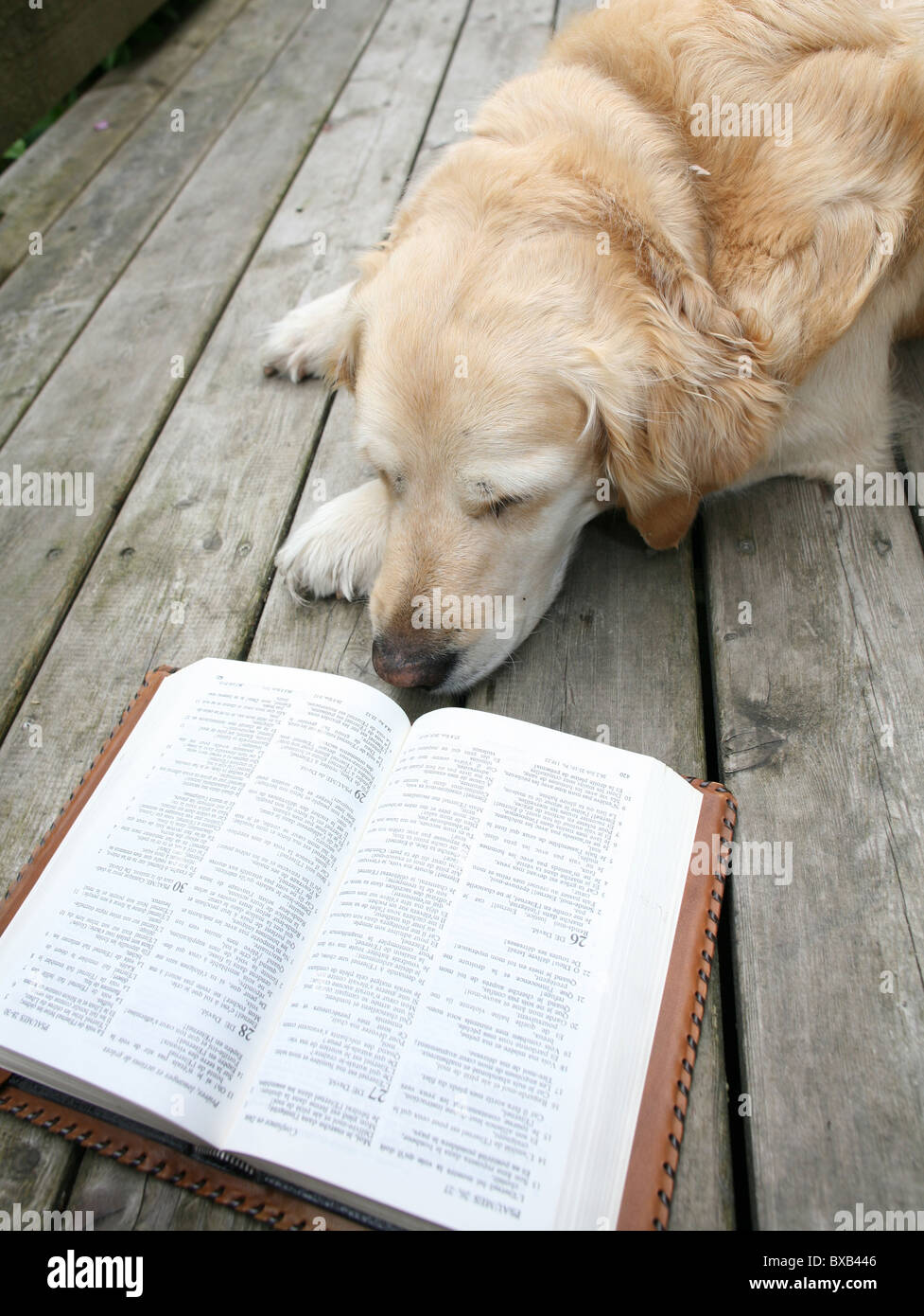 Dog golden retriever lying reading hi-res stock photography and images ...