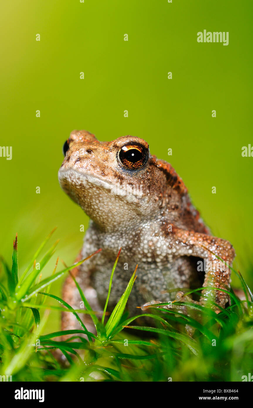 Common Toad (Bufo bufo), juvenile Stock Photo - Alamy