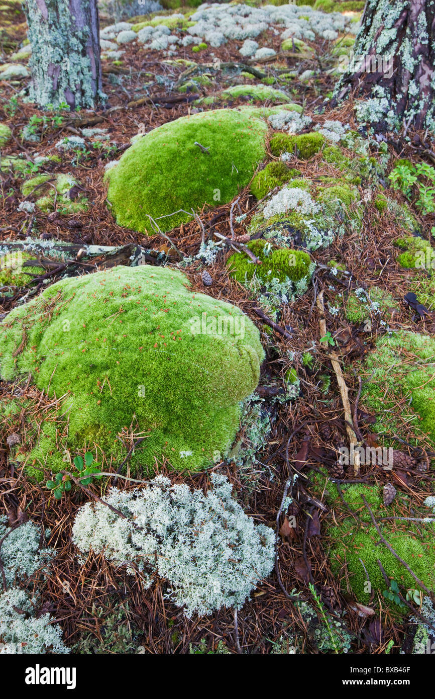 Moss leucobryum glaucum hi-res stock photography and images - Alamy