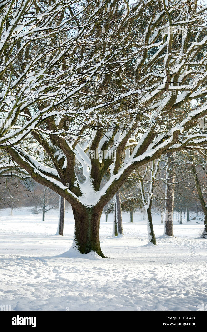 wintry tree scene england uk Stock Photo - Alamy