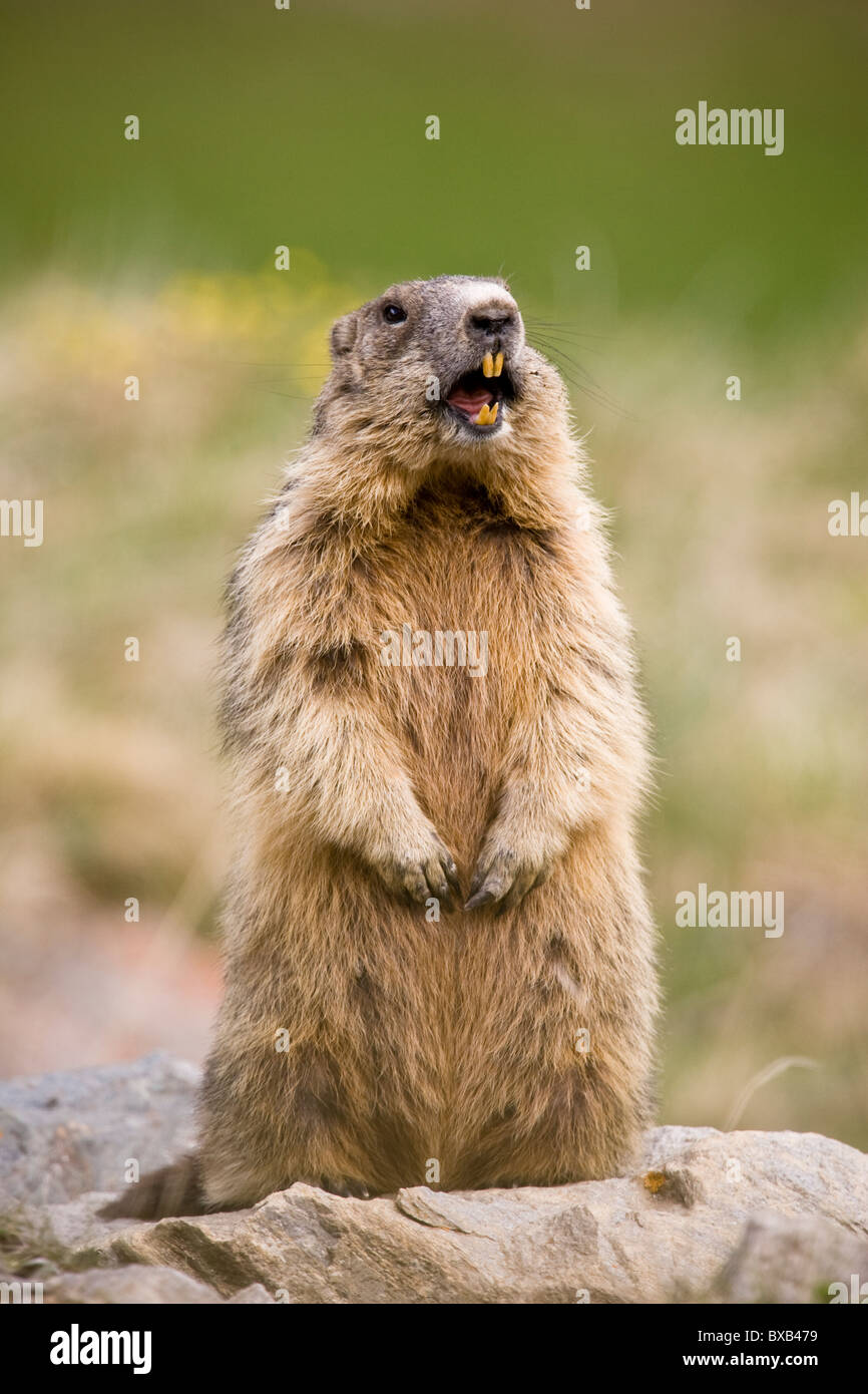Tree stump in alpine hi-res stock photography and images - Alamy