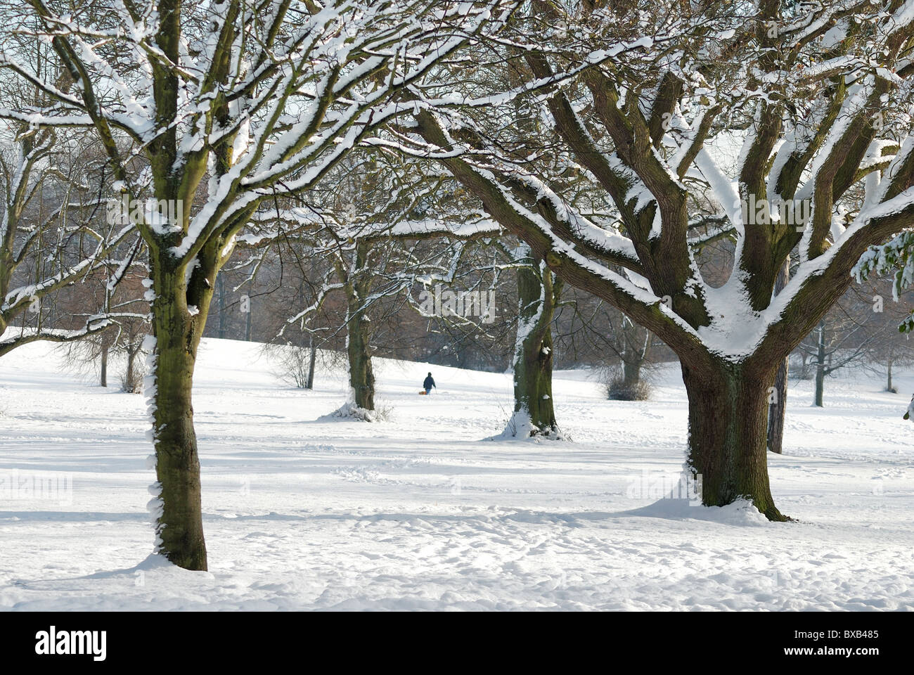 wintry tree scene england uk Stock Photo - Alamy