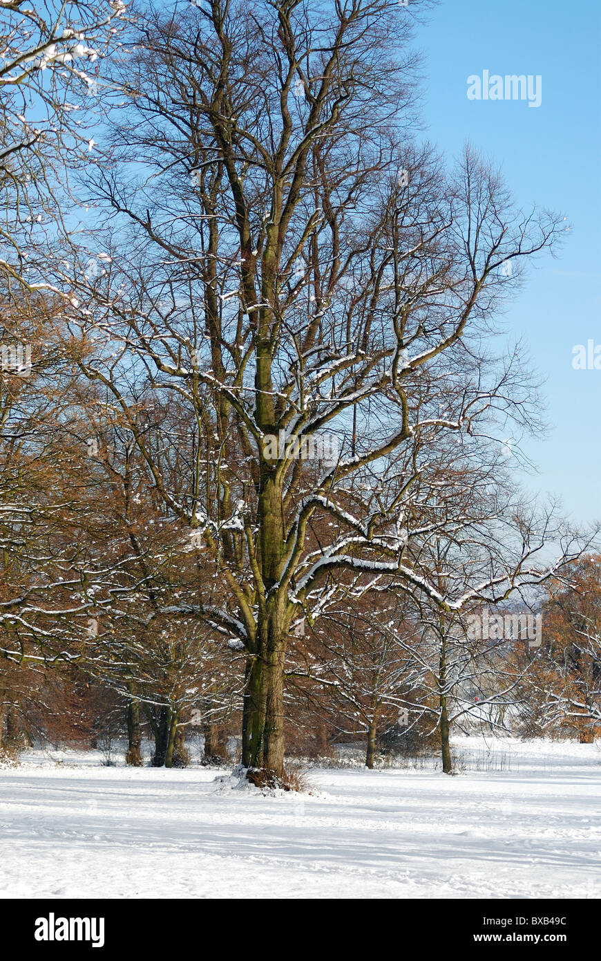 wintry tree scene england uk Stock Photo - Alamy