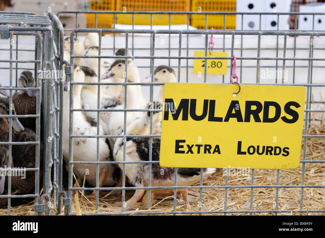 Live chickens sale market in hi-res stock photography and images - Alamy