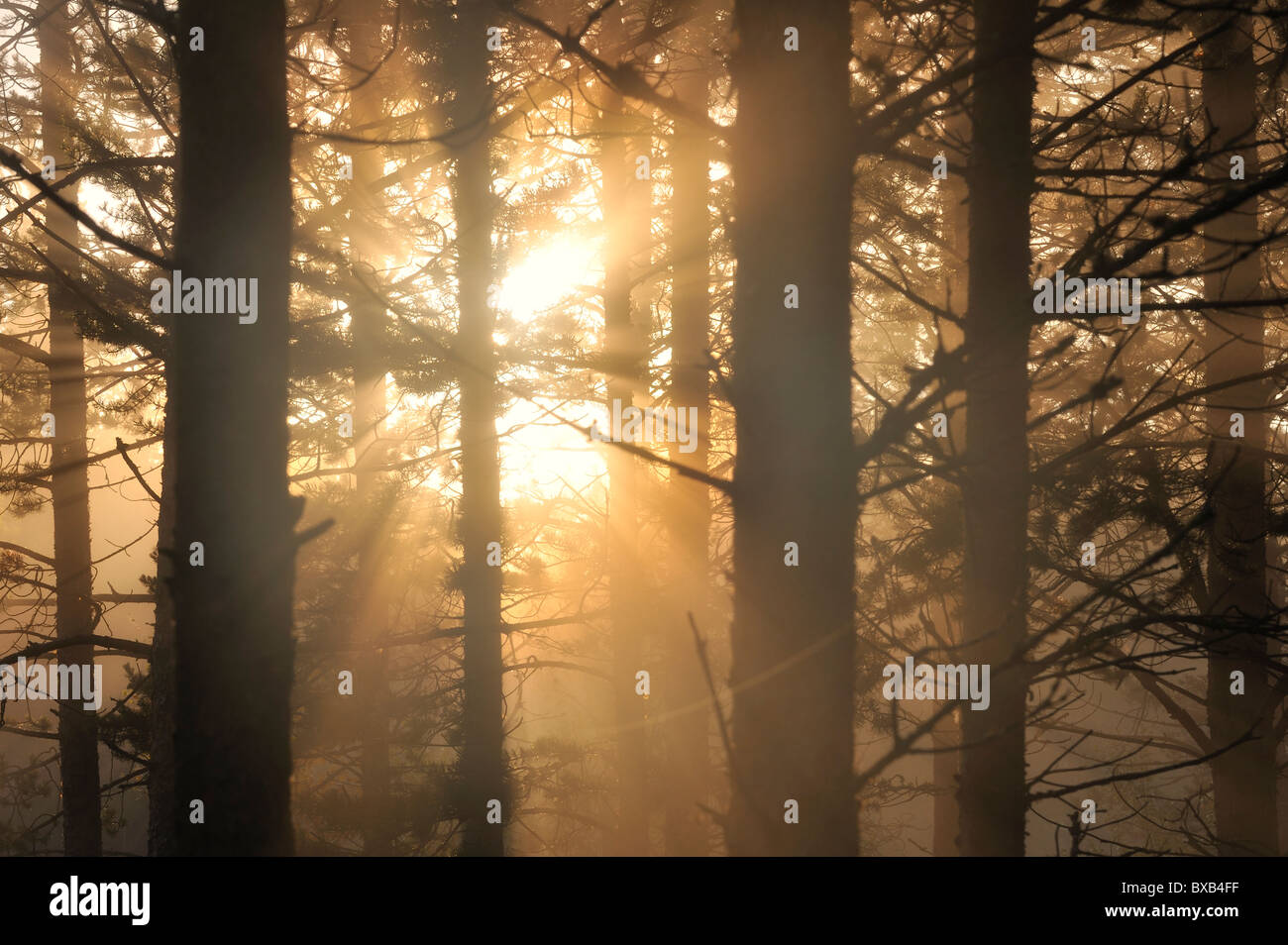 Sunlight through forest Stock Photo - Alamy