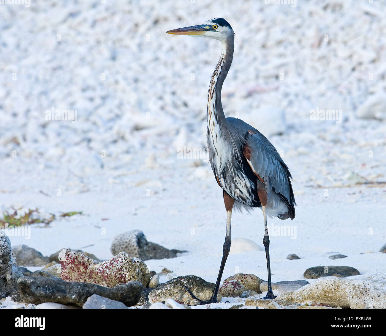 Great blue heron standing in snow Stock Photo - Alamy